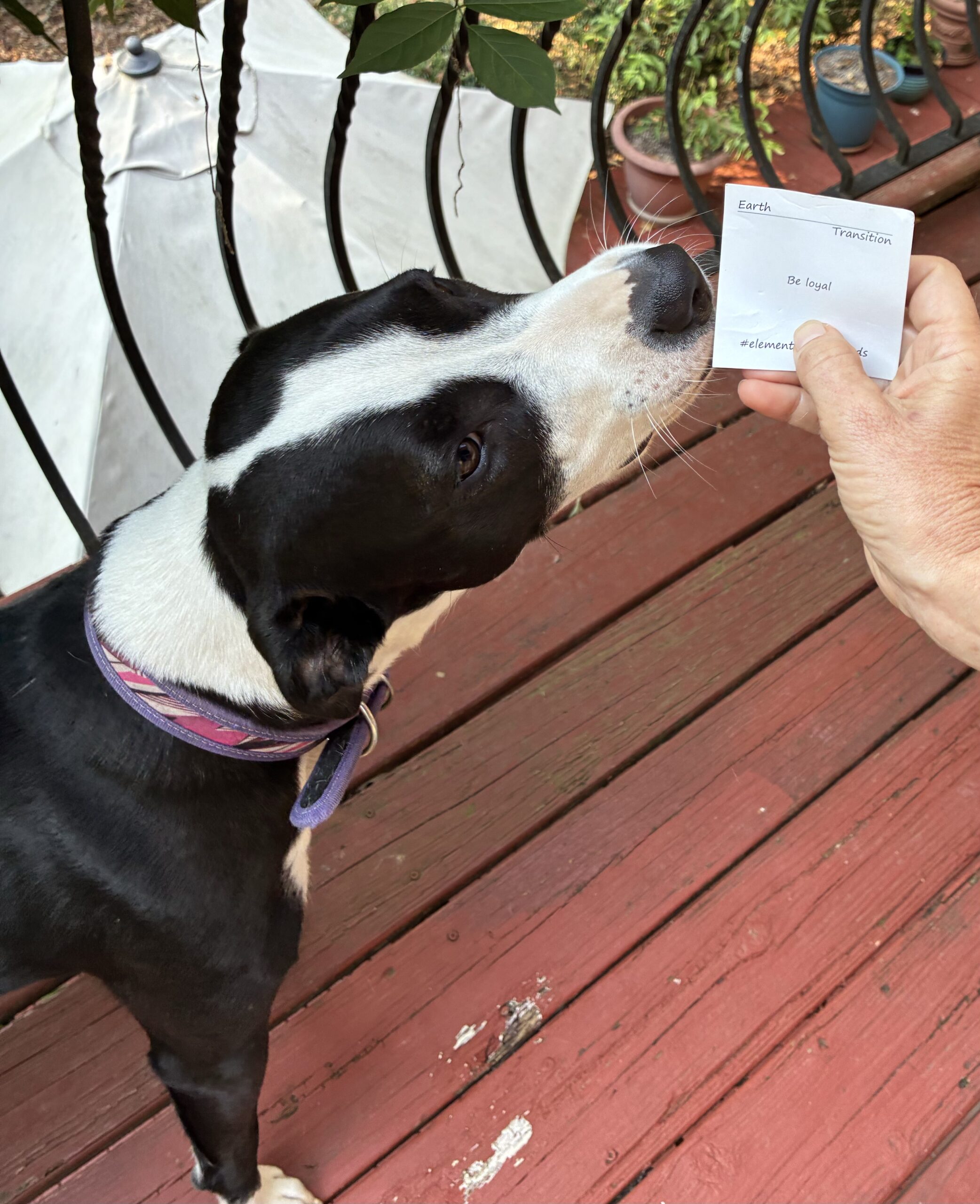 Earth: Be Loyal - Dr. Elizabeth Cox, ND, LAc